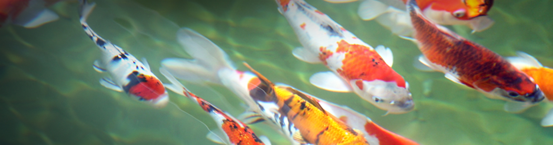 Leitbild - CAPTRON Electronic GmbH